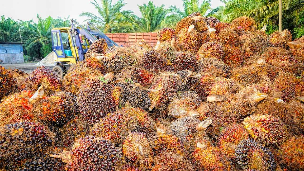Cargill Berhenti Beli Produk Minyak Sawit dari Sime Darby Malaysia ...