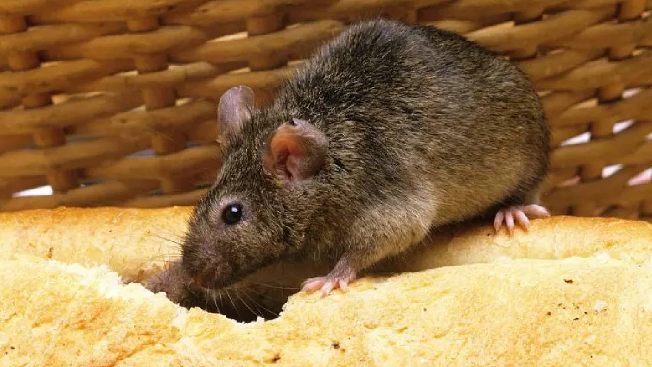 Temuan Potongan Tikus Picu Penarikan Roti Terkenal di Jepang - Pelopor.id